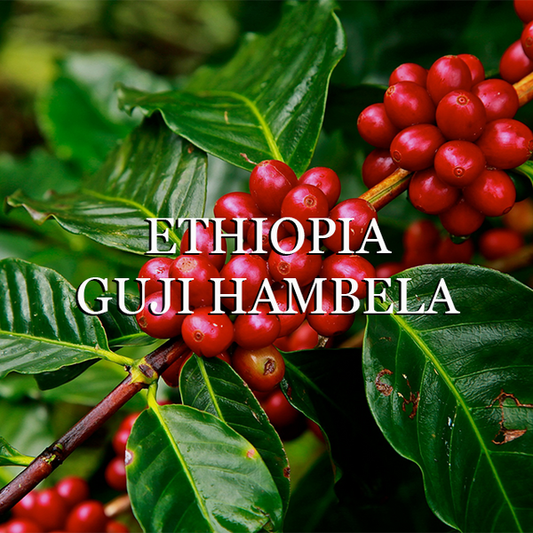 Products – CASE STUDY COFFEE ROASTERS